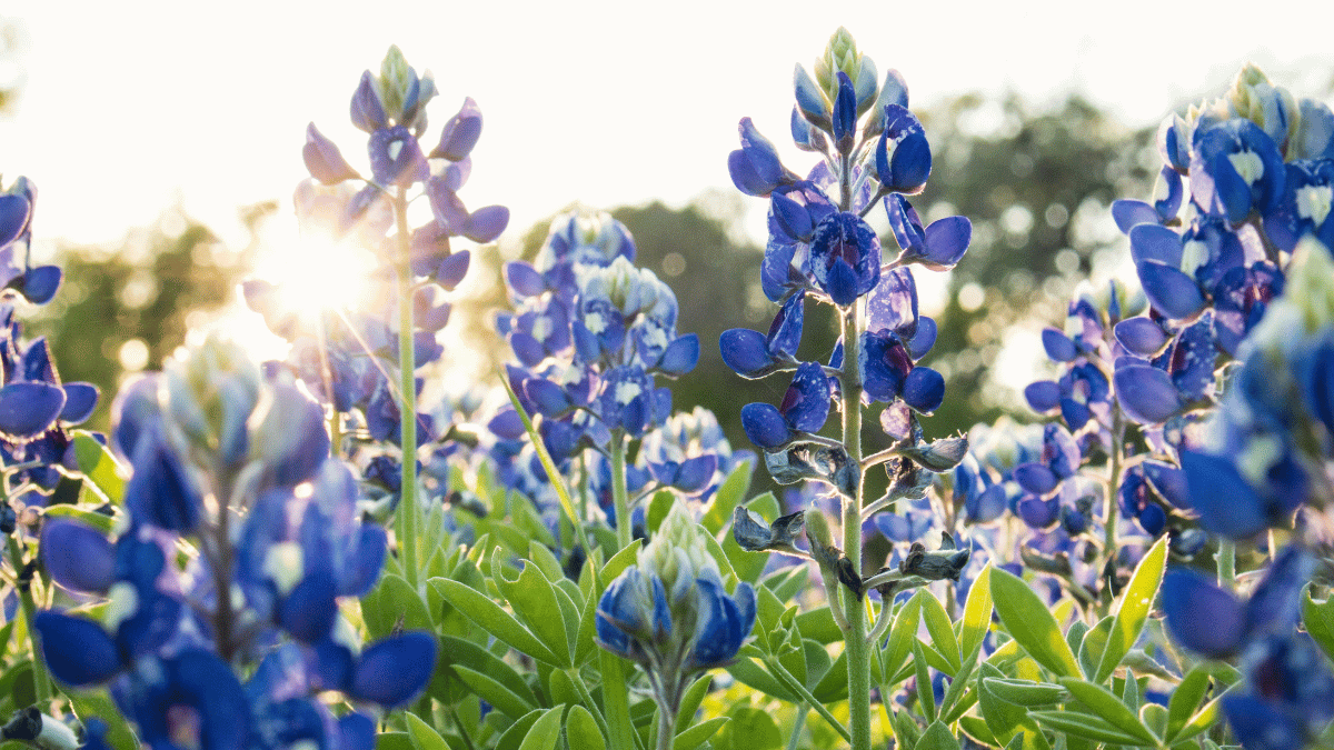Where to See Bluebonnets in Austin | Realty Austin Compass