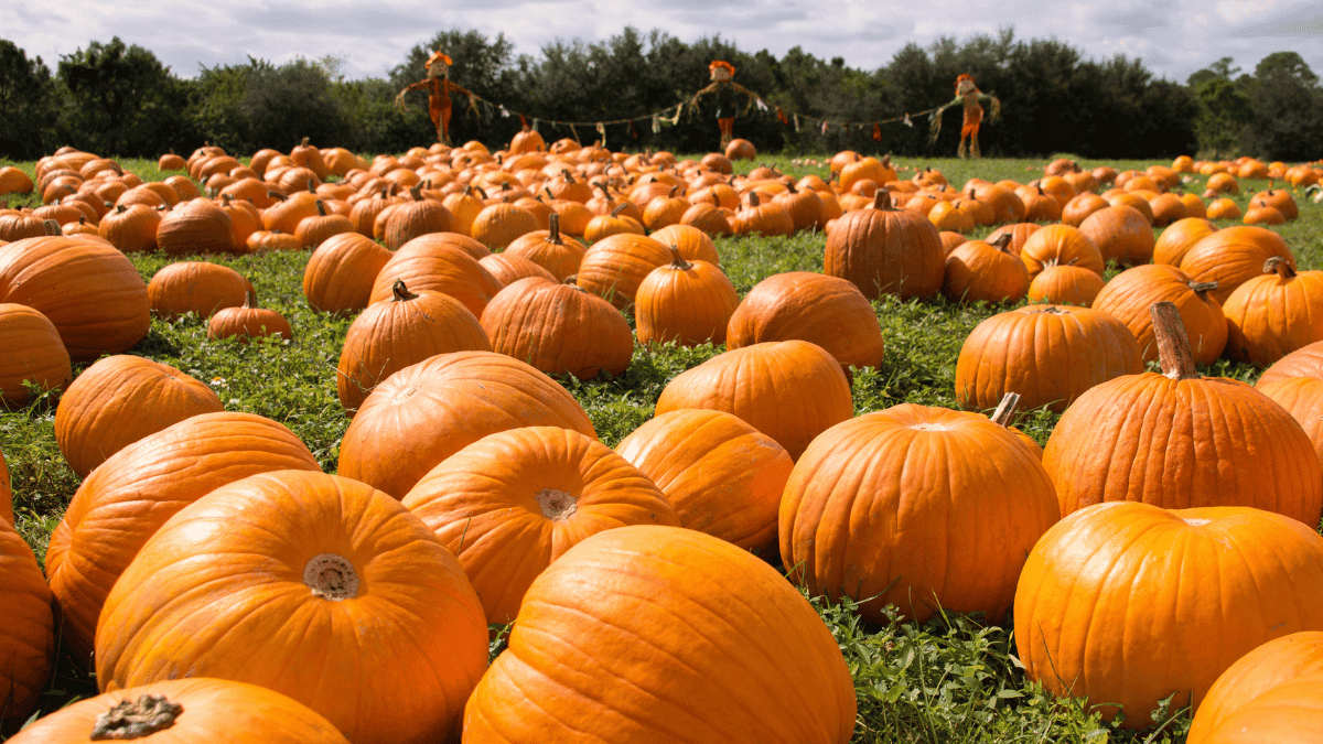 The Best Pumpkins Patches Around San Antonio | Realty San Antonio Compass
